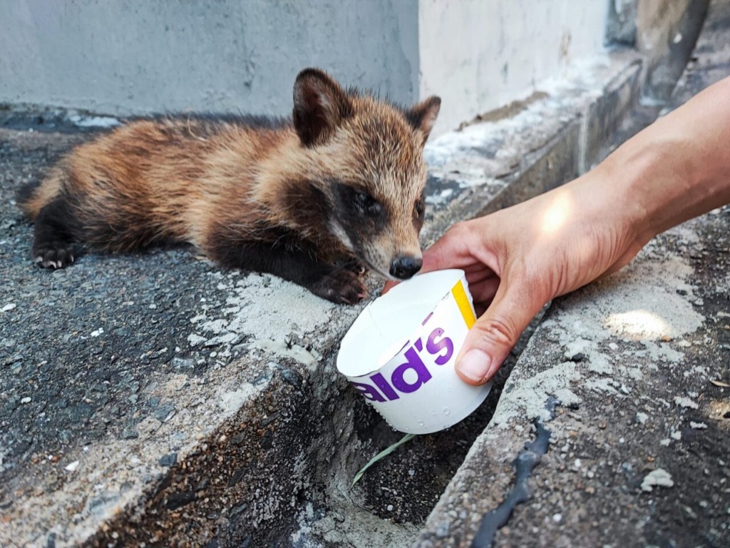 たぬきち君が現れる | Tech Hippo Lab